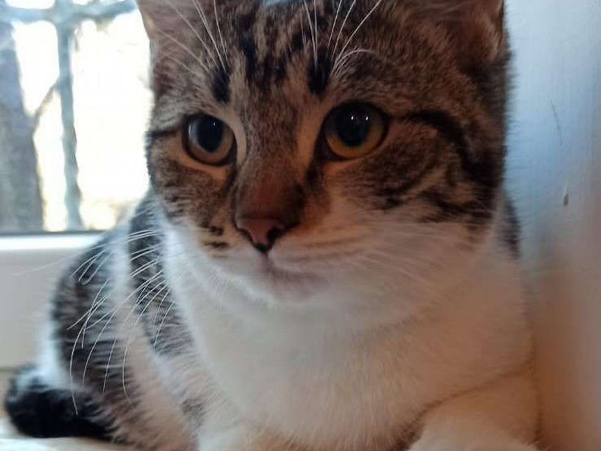 Кошечка котёнок в заботливые руки