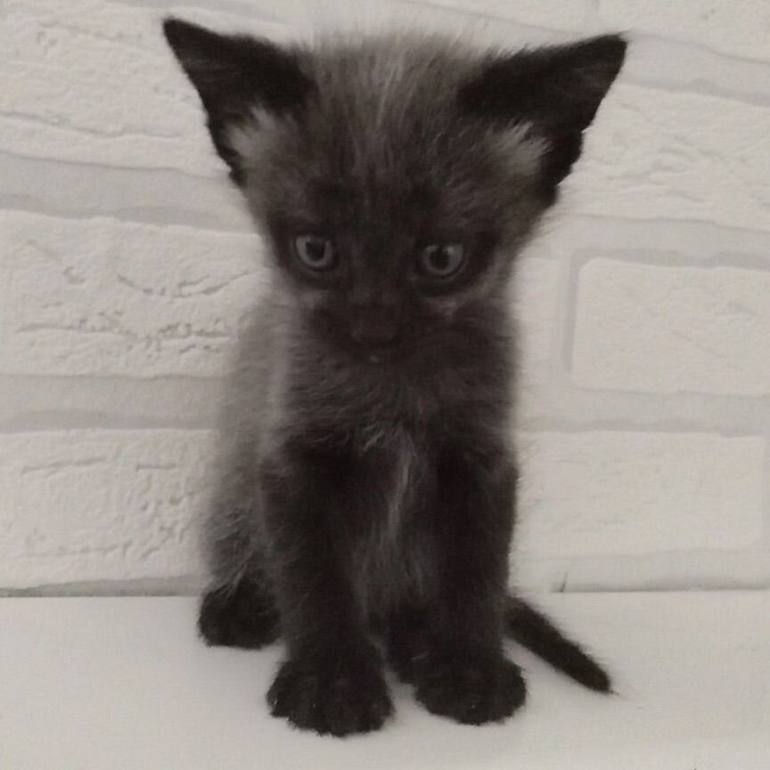 Котенок 1,5 месяца
