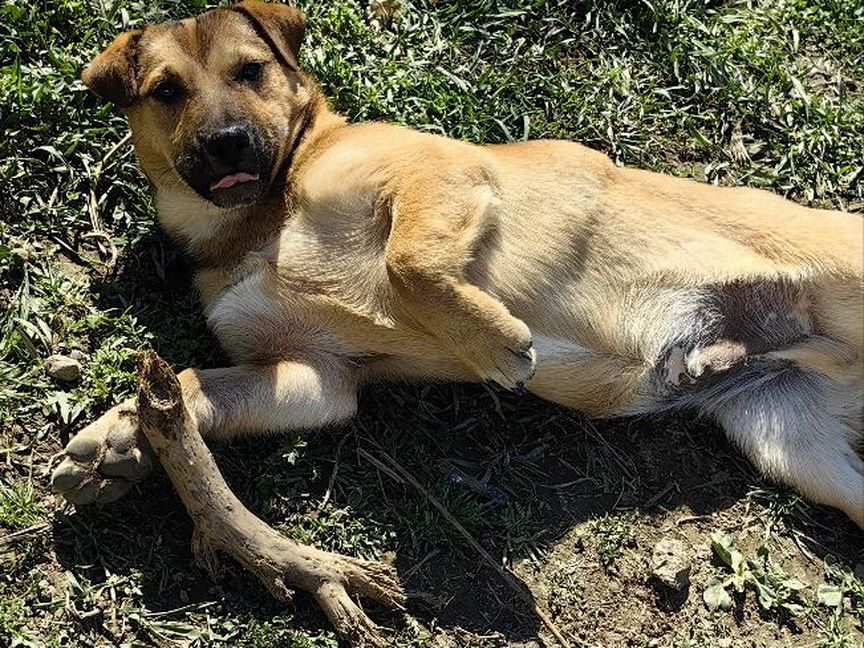 Щенки коротколапики