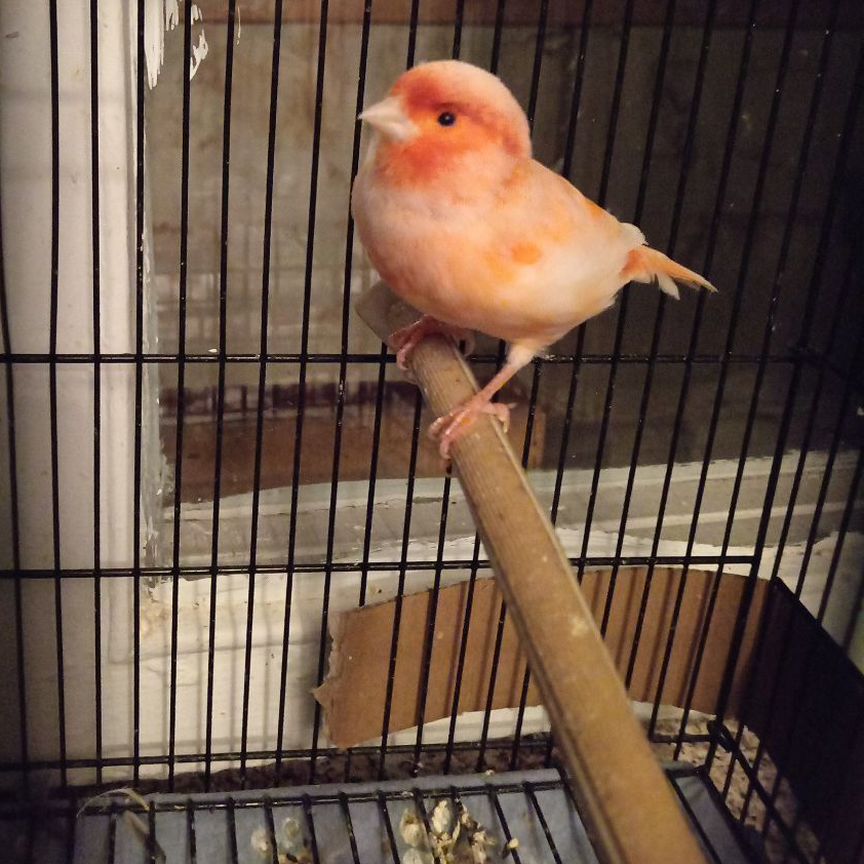 Кенара и канарейки