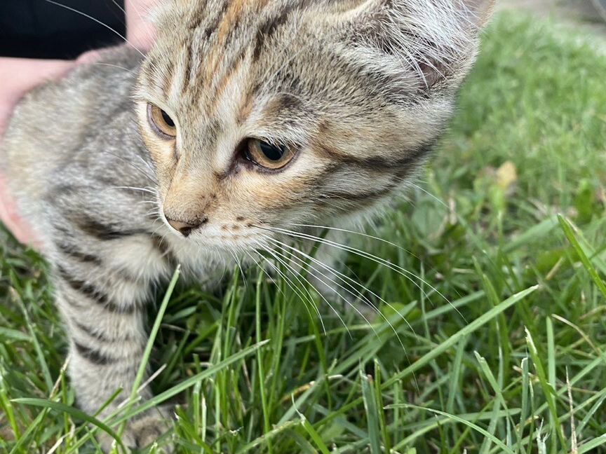 Кошка