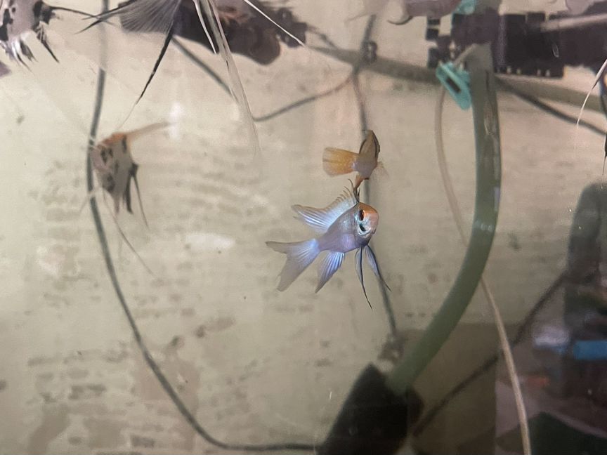 Аписторграмы Бабочка и Блю. три подростка