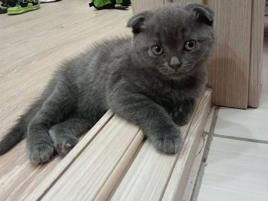 Шотландский красивый котенок