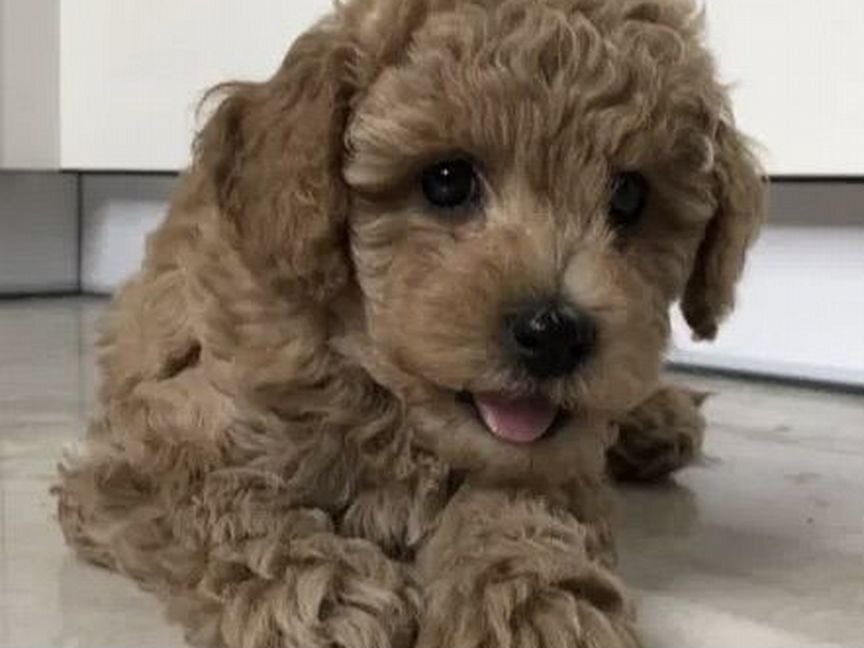 Щенки мальтипу f1