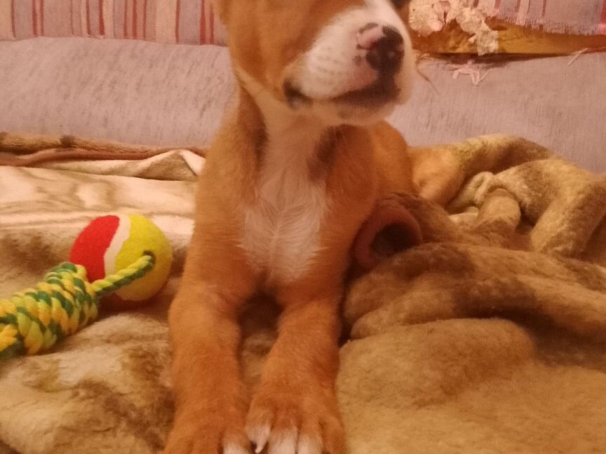 Собака в добрые руки отдам бесплатно