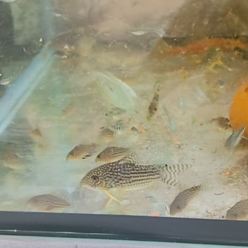 Сомики штерба