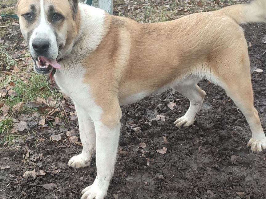 Кобель сао, Азиат