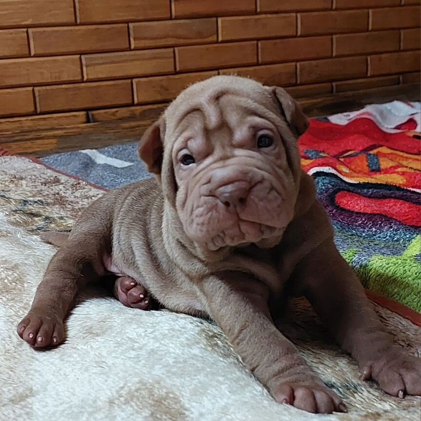 Шоколадная малышка