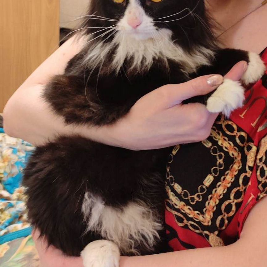 Найденные коты