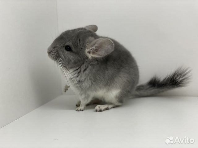 Шиншилла фиолет