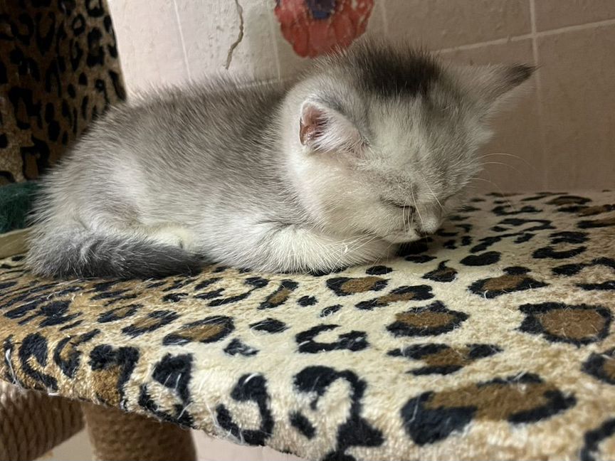 Котята серебристая шиншилла