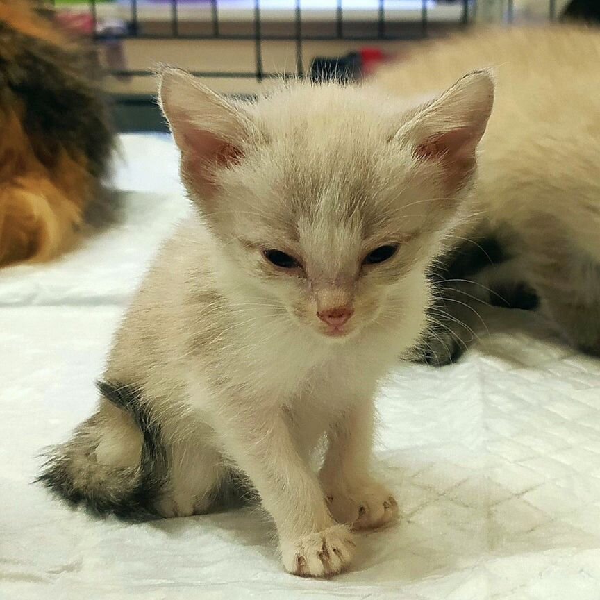 Отдам котенка в добрые руки