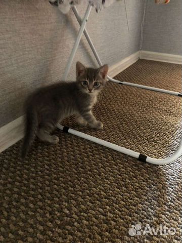 Кошка