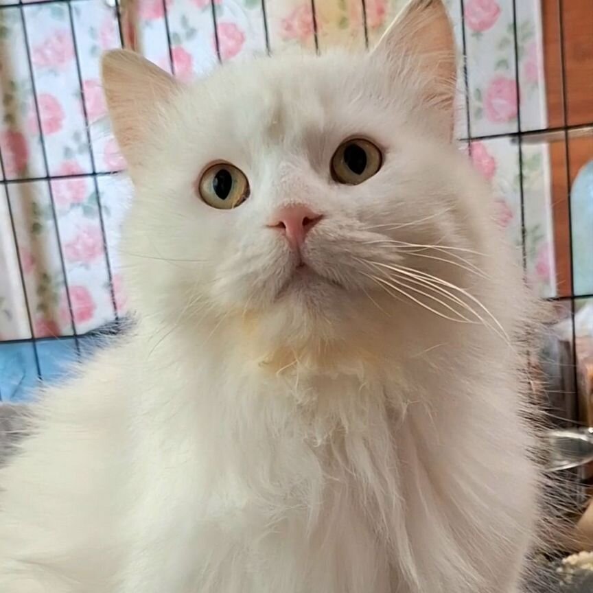 Красивая