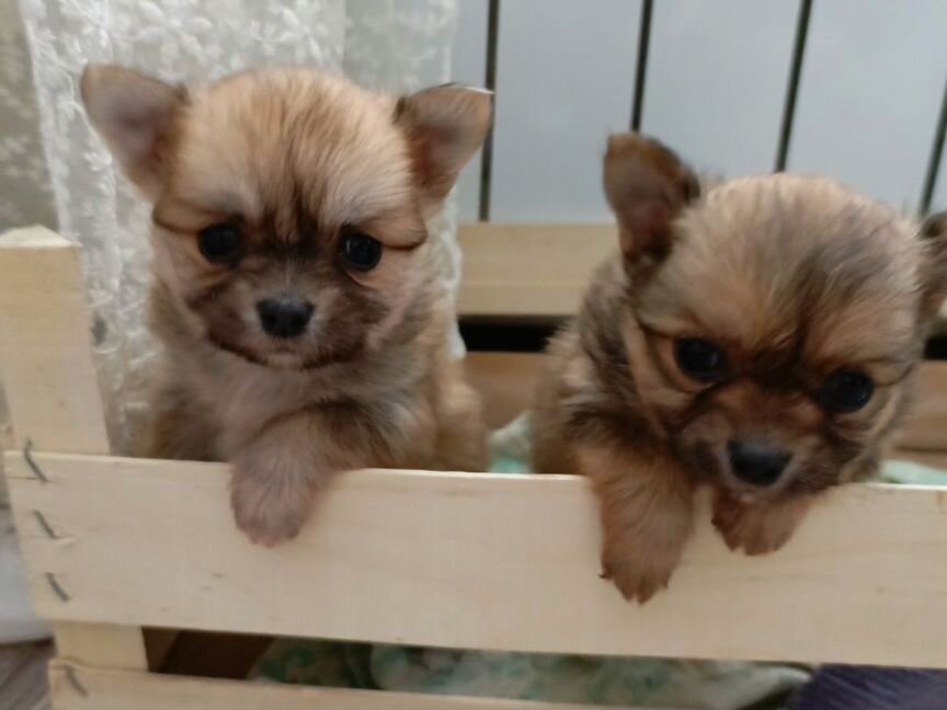 Маленькая собака помчи