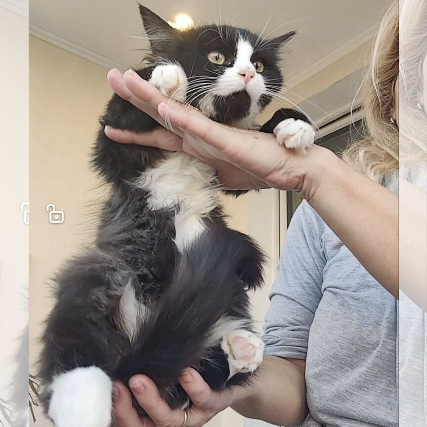 Котята в добрые руки бесплатно мальчик