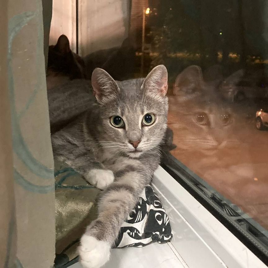 Инопланетная кошка Нейтири (3 года) ищет дом