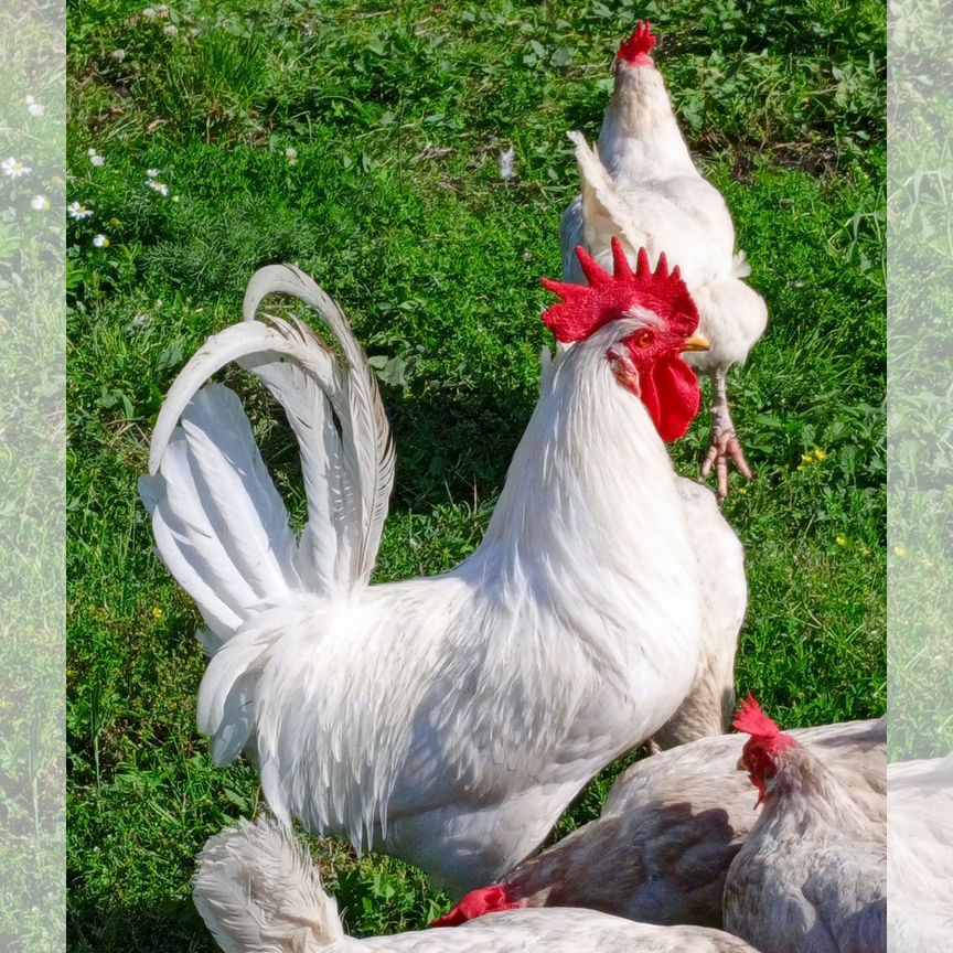 Куры несушки продам