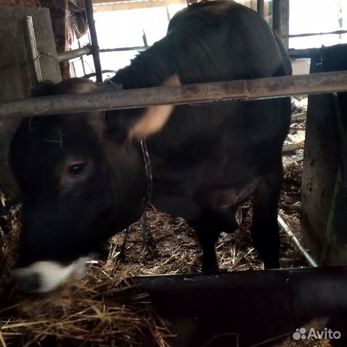 Быки на племя