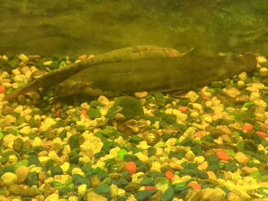 Африканский сом