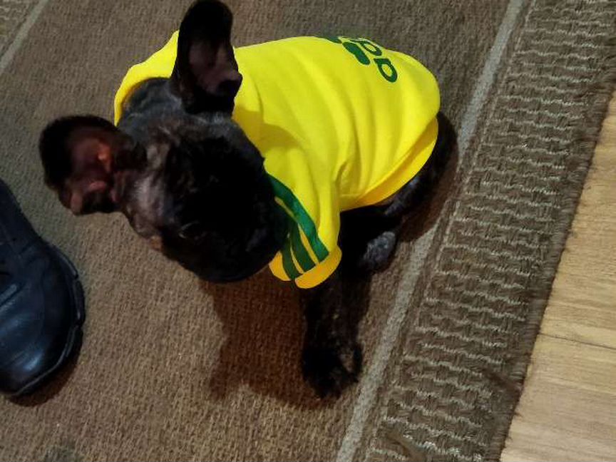 Кофта для щенка