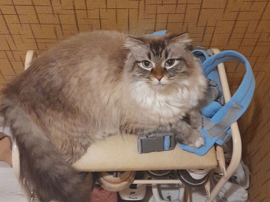 Котята в добрые руки бесплатно