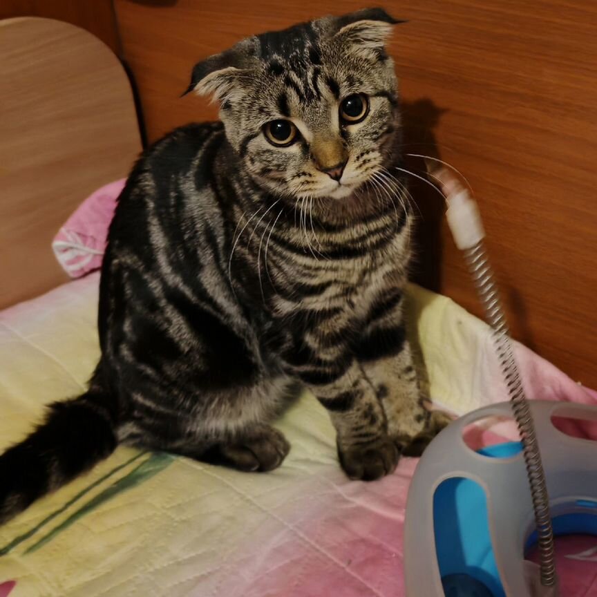 Шотландская вислоухая короткошёрстная, взрослая кошка