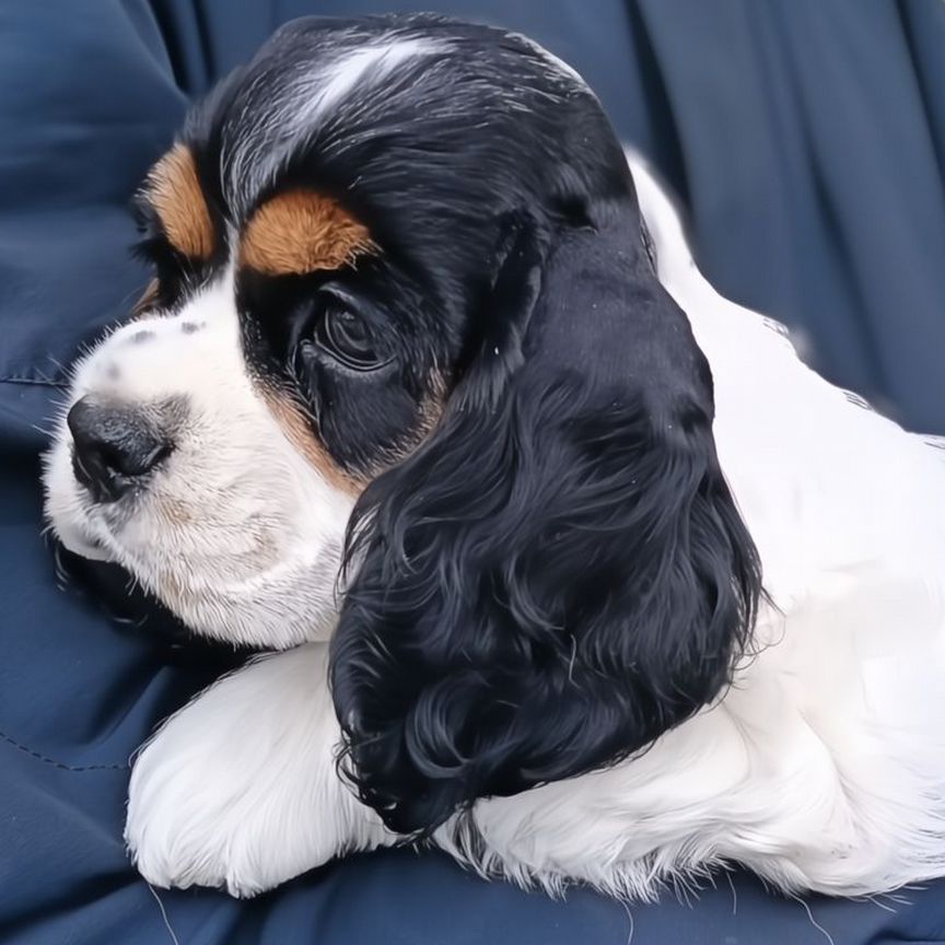 Американский кокер-спаниель, щенок