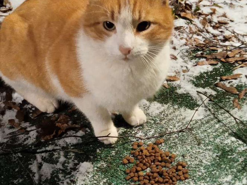 Рыж молодой кот