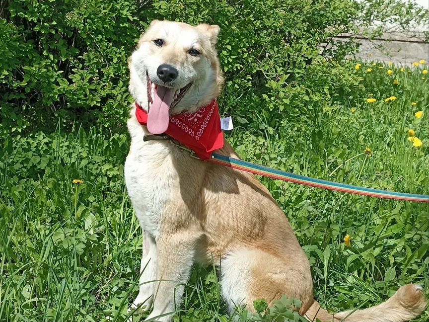 Собака-улыбака в добрые руки