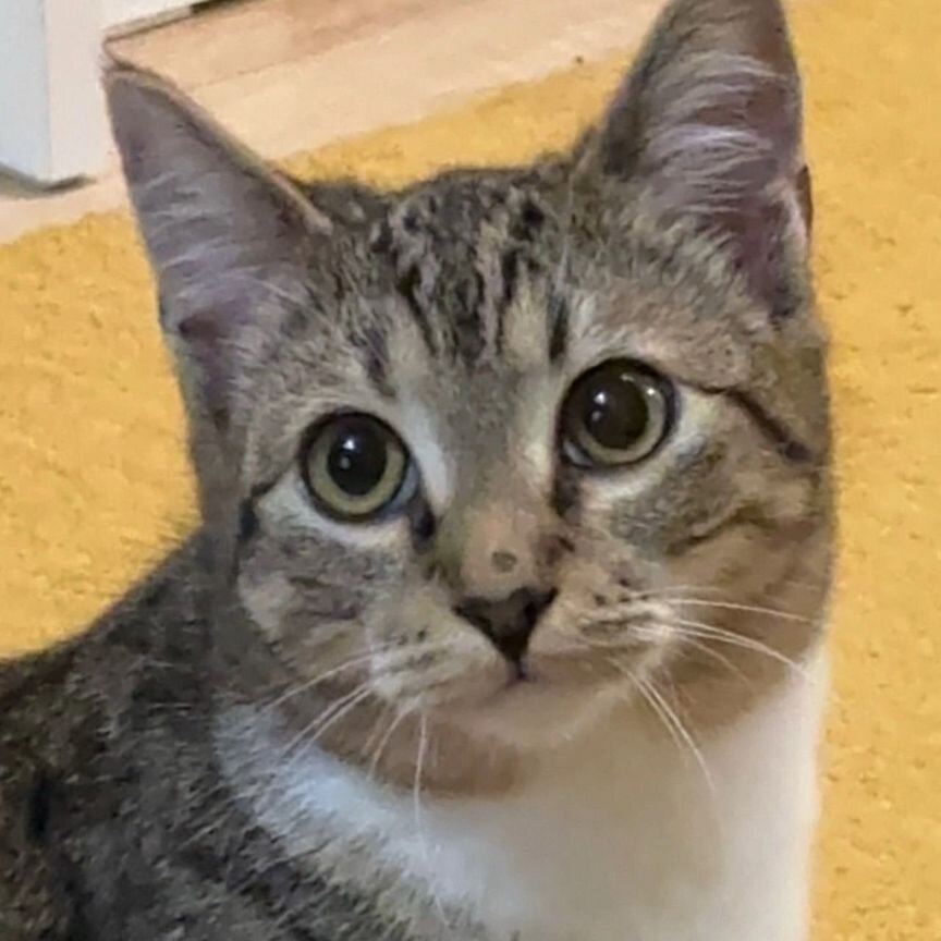 Котик полгода