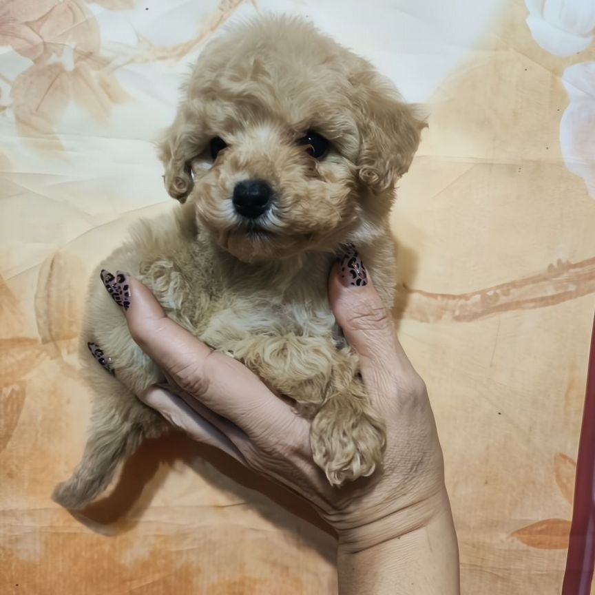 Той-пудель, щенок