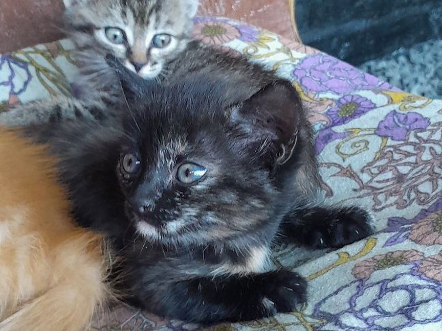 Котята 1.5 мес