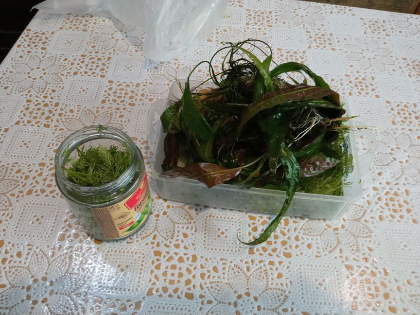 Аквариумные растения прополка