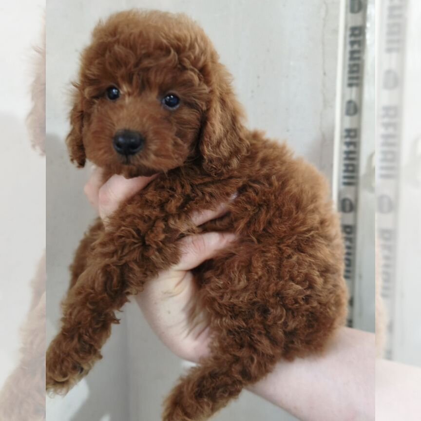 Пудель, щенок