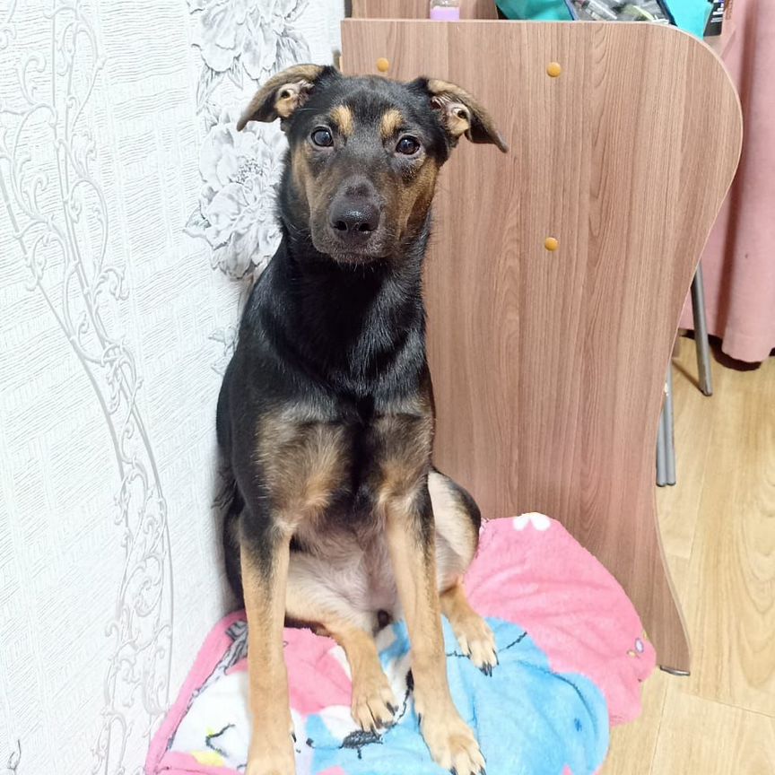 Взрослый пёс в добрые руки