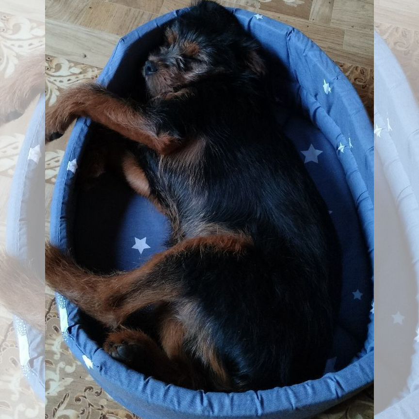 Щенок в добрые руки