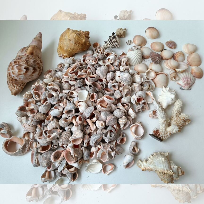 Морские ракушки, коралл