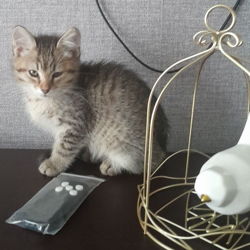 Котёнок в добрые руки