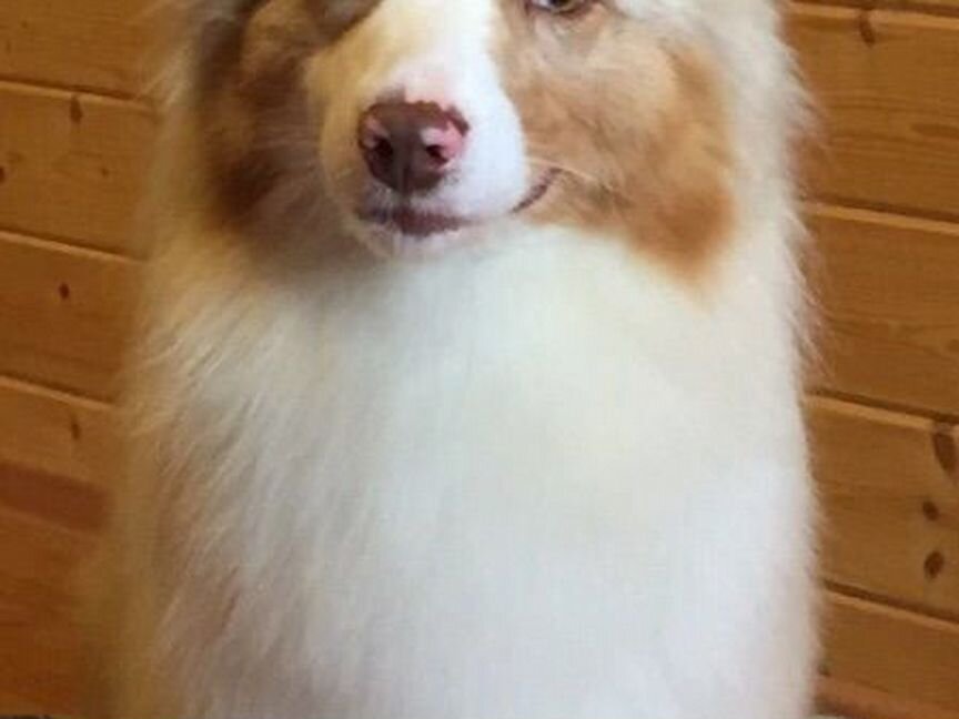 Австралийская овчарка