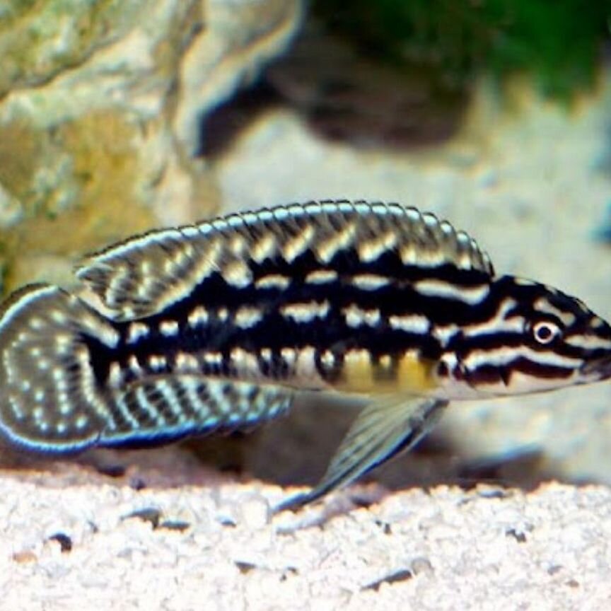 Юлидохромис