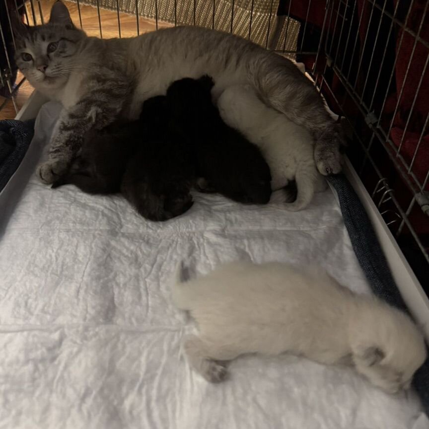 Тайский котёнок