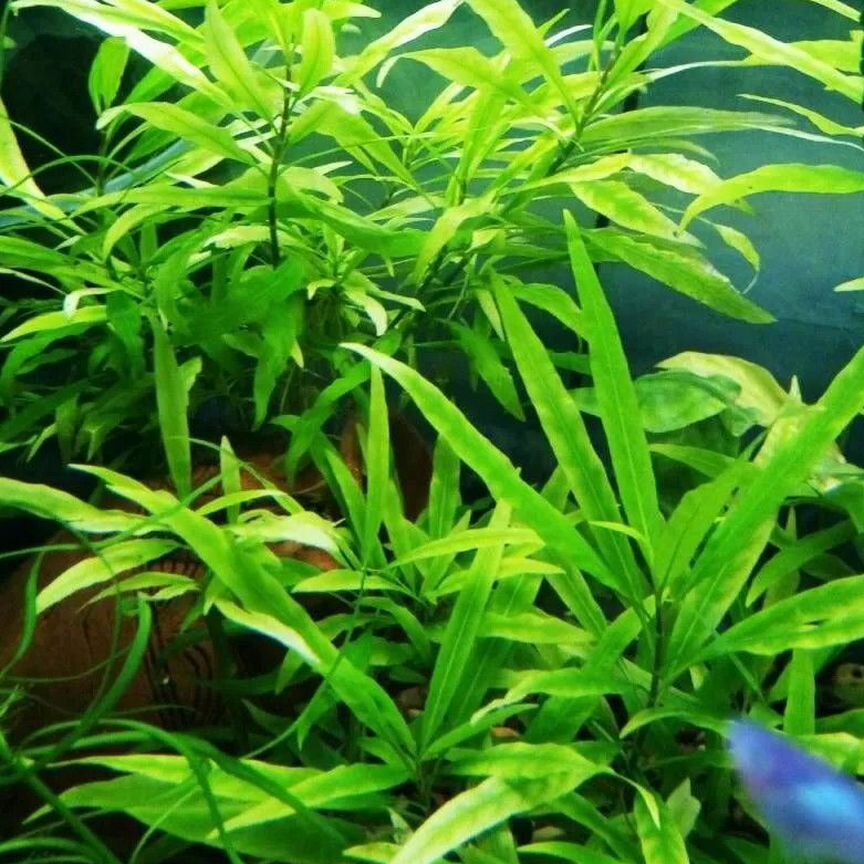 Аквариумное разные растение
