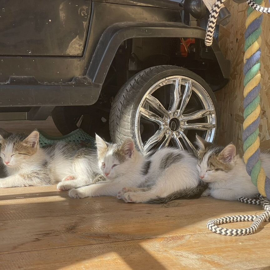 Котятки в добрые руки