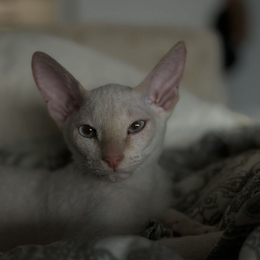 Котенок сфинкс браш