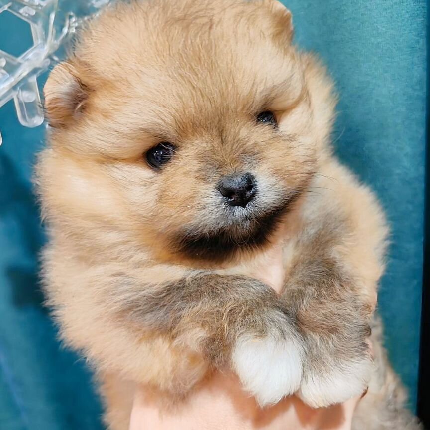 Померанский шпиц