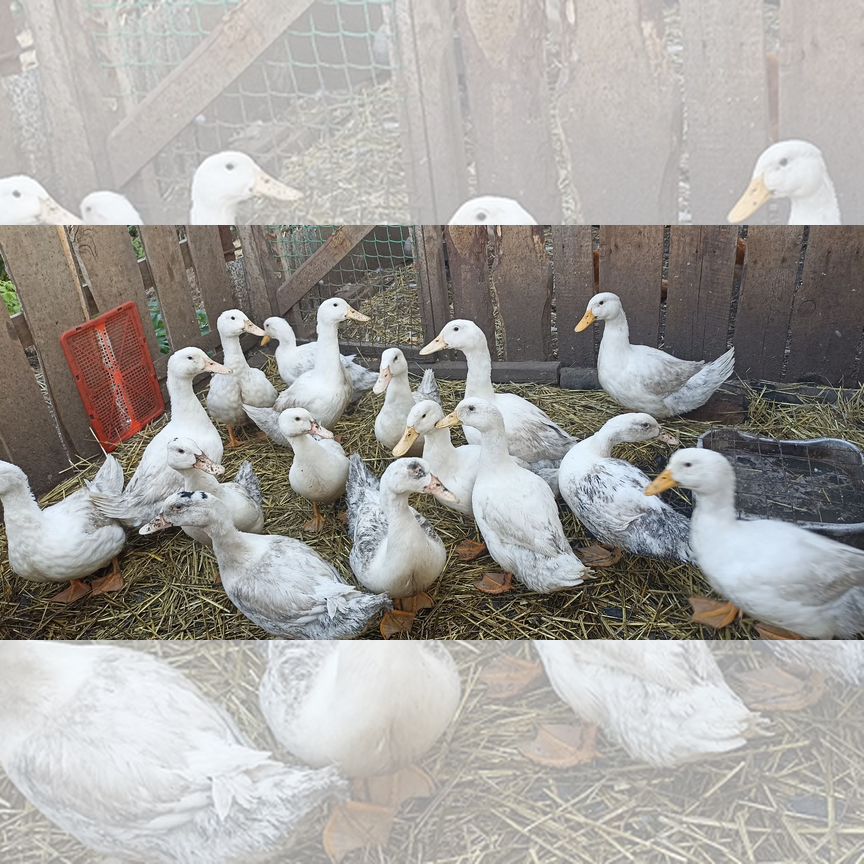 Утки бройлерные