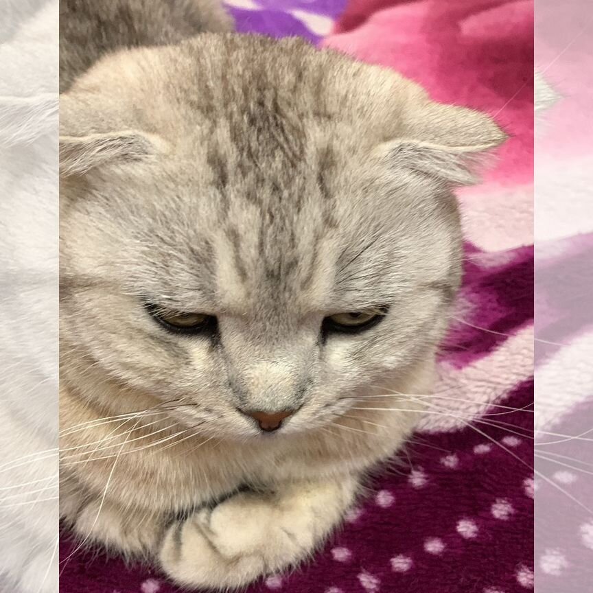 Кошечка в добрые руки