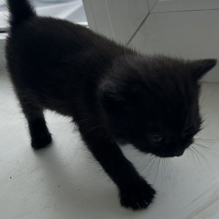 Шотландский вислоухий короткошёрстный котёнок