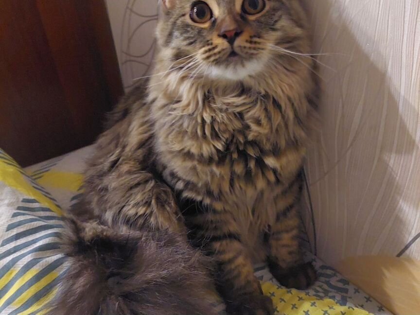 Кот в добрые руки